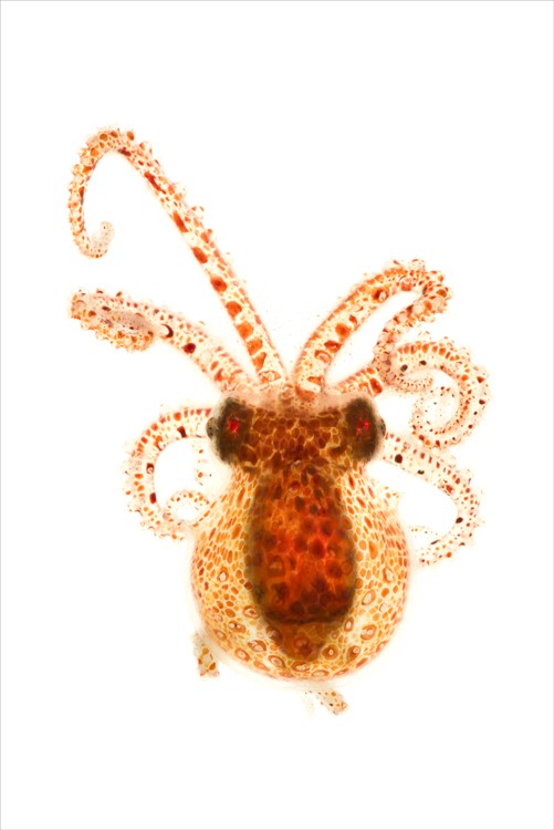 Spineless: Portraits of Marine Invertebrates - Whatcom Museum