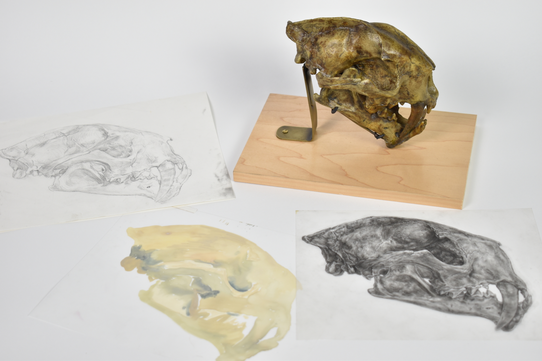 UNEARTHED Art & Science Survey the Fossil Record - Whatcom Museum