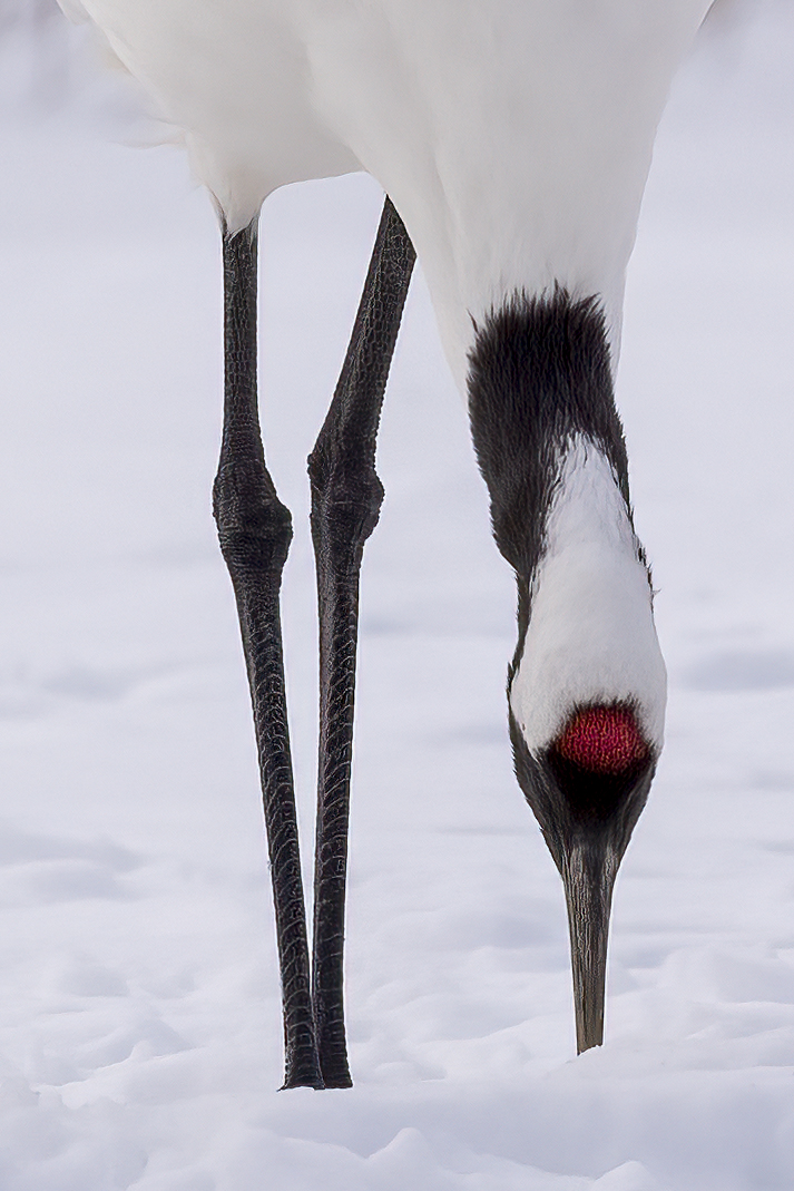 Greg Green Archives - The Whatcom Museum