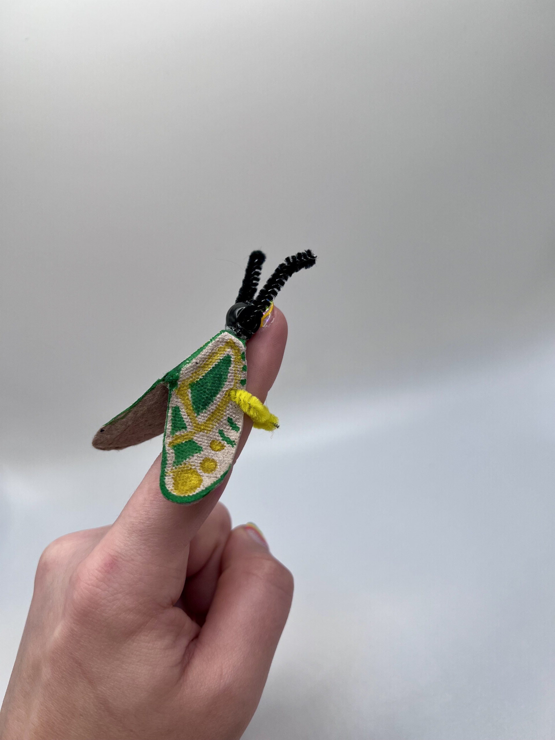 FIG Studio: Majestic Moth - Whatcom Museum