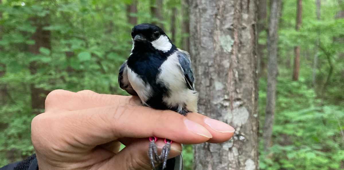 NCAS: When Prey Attack – Mobbing Behavior in Birds - Whatcom Museum